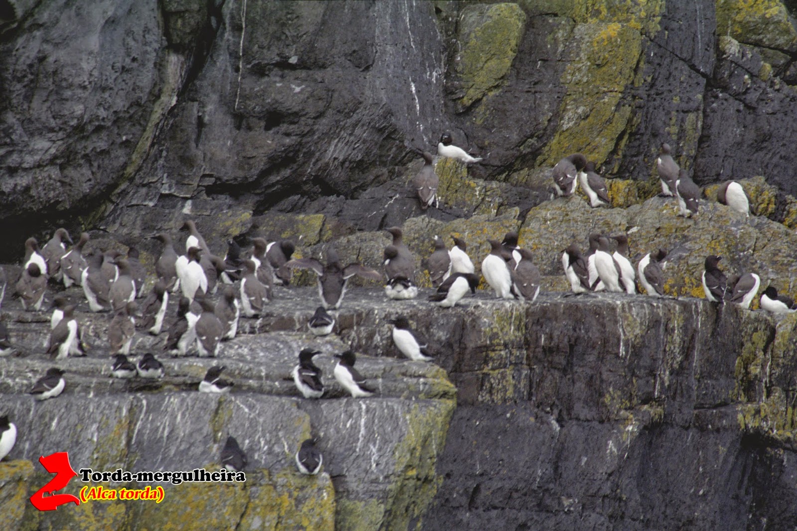 ORNITOLOGIA: Torda-mergulheira (Alca torda)